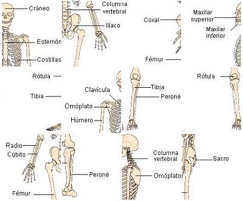 Doki Sistema Oseo Para Colorear Imagui