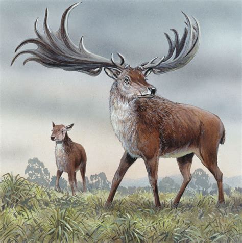 Irish Elk Size Comparison