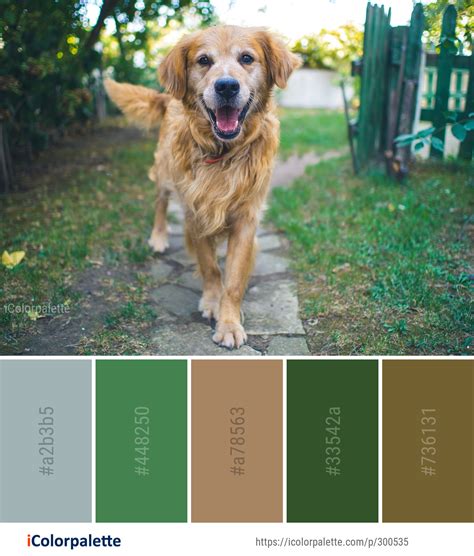 Golden Retriever Color Cioccolato Amazing Golden Retriever Colors