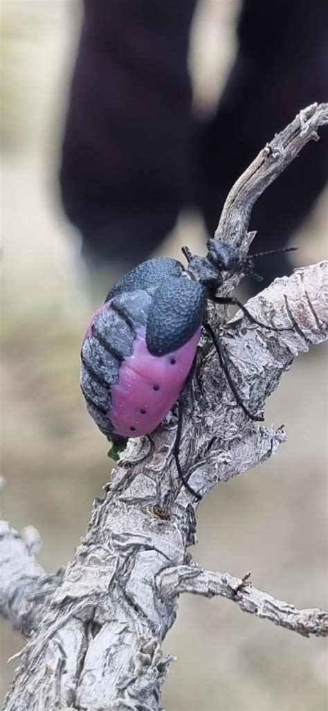 Who Is This Squishy Fella R Whatsthisbug