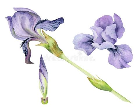 Hand Drawn Watercolor Purple Flag Sword Bearded Iris Flower Botanical