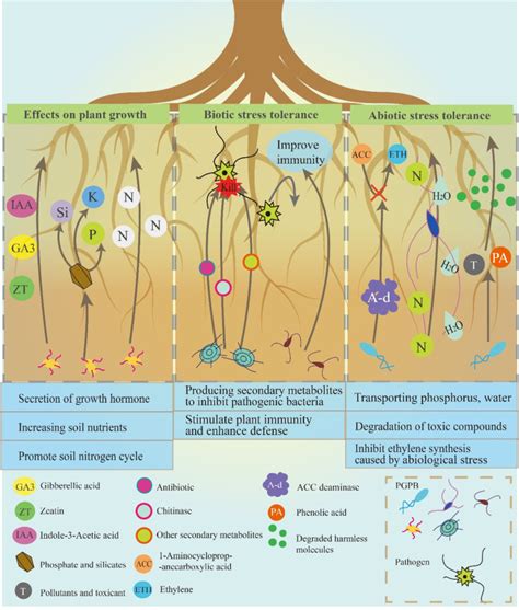 Rhizosphere Microbiome Regulation Unlocking The Potential For Plant Growth Pmc