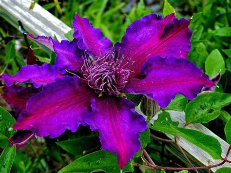 Colors Of Clematis Flowers