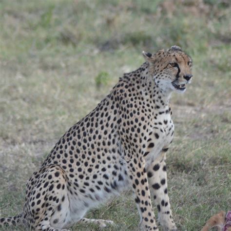 African Pipit Safaris 2025 All You Must Know Before You Go W Reviews