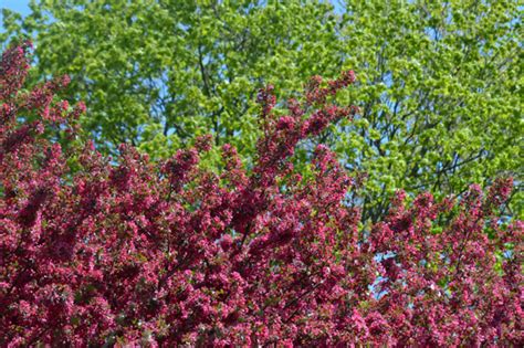 Plum And Maple Imagery Of Light