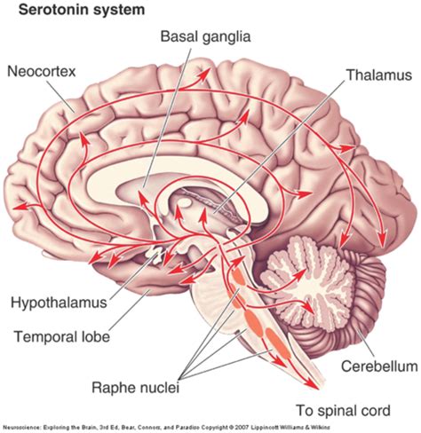 Behavioral Neuroscience Diffuse Modulatory Systems And Motivation Feeding Review Lectures 20