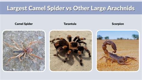 Largest Camel Spider Size Species Habitat And Amazing Facts