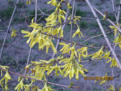 Форзиция или форсайтия | Кусты с желтыми цветками ранней вес… | Flickr