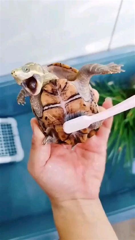 Turtel Funny Animals Cute Animals Funny Animal Videos