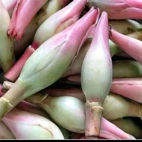 Jual Kecomberang Kincung Onje Bunga Rias 1 Kg Shopee Indonesia