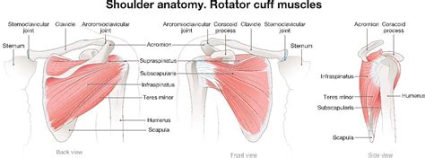 Padel Sport Science Injuries Upper Limb Shoulder And Arm Shoulder