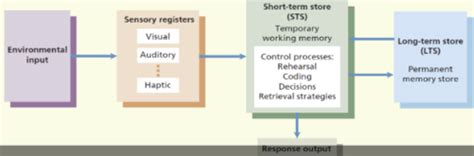 13a Memory And The Senses Flashcards Quizlet
