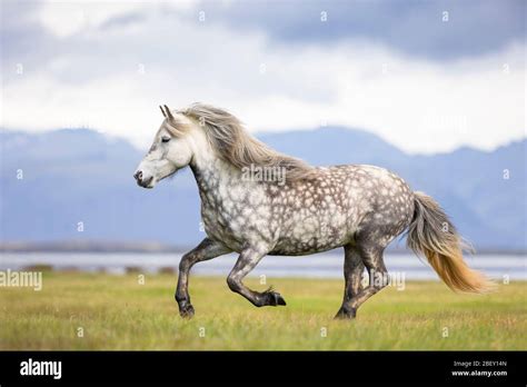 Icelandic Horse Gray Mare Galloping On A Meadow Near The Coast