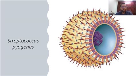 5 Streptococcus Pyogenes Youtube 5 Streptococcus Pyogenes Youtube