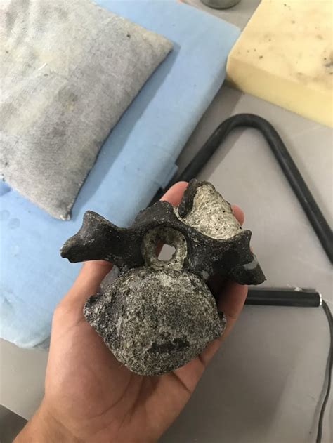 Ornithopod Vertebra Rpaleontology