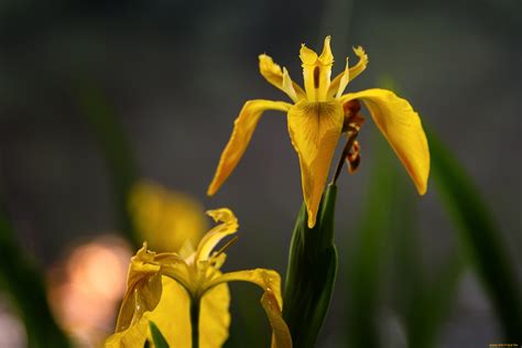 Обои Цветы Ирисы обои для рабочего стола фотографии цветы ирисы красиво лето Обои для