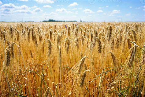 Field Of Wheat Golden Wheat Field Ripe Wheat Grains On The Field