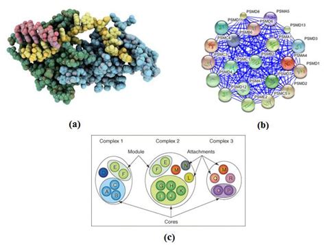 2 A A Picture Of Protein Complex B A Graph Representation Of A Download Scientific