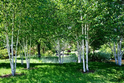 Best Trees For Clay Soil 11 Varieties For Every Garden Homes And Gardens