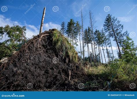 Closeup Of A Fallen Tree S Roots With The Soil After The Storm Stock Image Image Of Forest