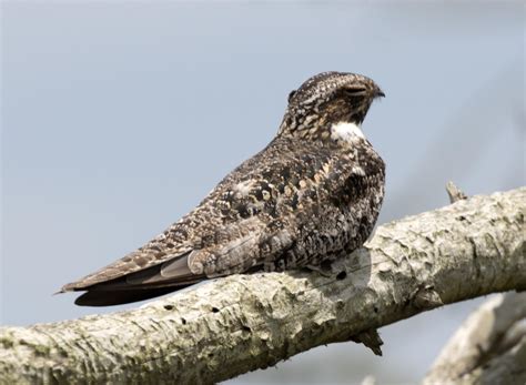 Common Nighthawk Juvenile