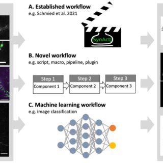 Image Analysis A An Established Workflow Template Is Applied On New Download Scientific
