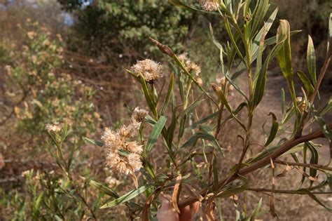 Plant Of The Month Mule Fat