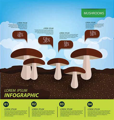 Tree Root Infographic Stock Vectors Istock