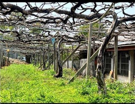 타이중 1일 투어 슈성 레저 와이너리 And 세계 금메달 And 농촌 와이너리 And 포도밭 애프터눈 티 And 멀드 와인 스파이스 팩 체험 Diy Kkday