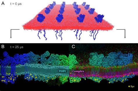 1 Tcr Cd3 Clustering Snapshots A Extracted From The Beginning Of The