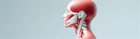 주요 시스템과 구조를 보여주는 인체의 상세한 해부학적 다이어그램 프리미엄 Ai 생성 이미지