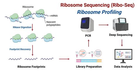 Ribosome Sequencing Ribo Seq Ribosome Profiling
