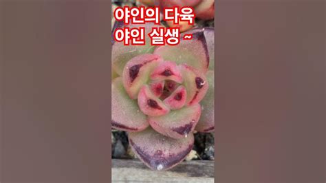 하루 마무리 잘 하시고 꿀잠요~ 박서진 파종이 실생 다육 다유기 다육이 다육식물 반려식물 다육판매 다육이판매 다육이키우기 다육인스타그램 매혹이 청주