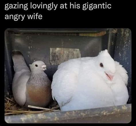 24 Birb Memes With Belligerent Auras Banishing Friday Frustrations And