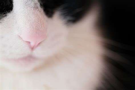 猫の鼻の湿り気具合、どの程度が正常？ ペットの医学