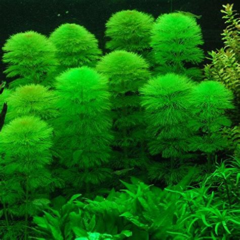 Limnophila Indica Ambulia