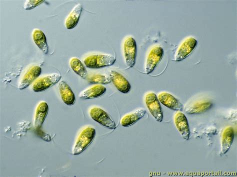 Dunaliella Salina