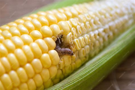 Corn Worm Caterpillar Corn Borer Important Pest Of Corn Crop