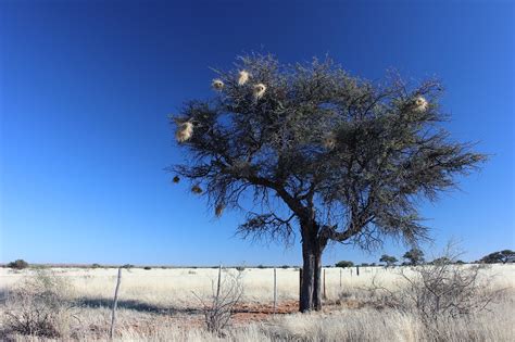 Weaver Birds Tree Blue Free Photo On Pixabay Pixabay