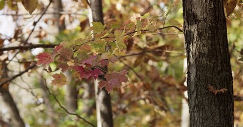 Red And Yellow Leaves In Tree Branches Moved By The Wind In Forest Scene In K Stock