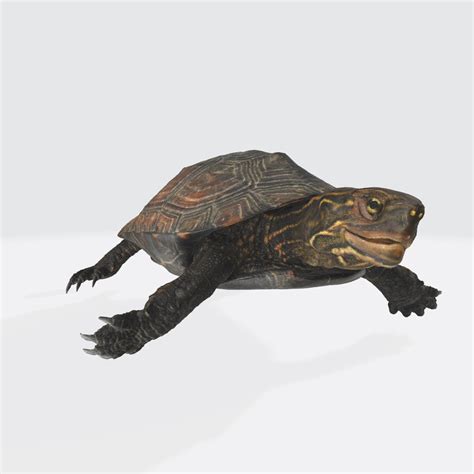 🐢 Turtle Anatomy Turtle Skeleton Skeleton Bones Head Mouth Teeth Fish