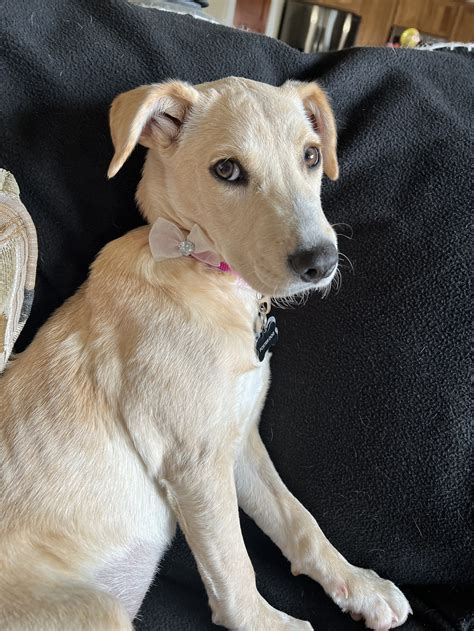 Italian Greyhound Yellow Lab Mix