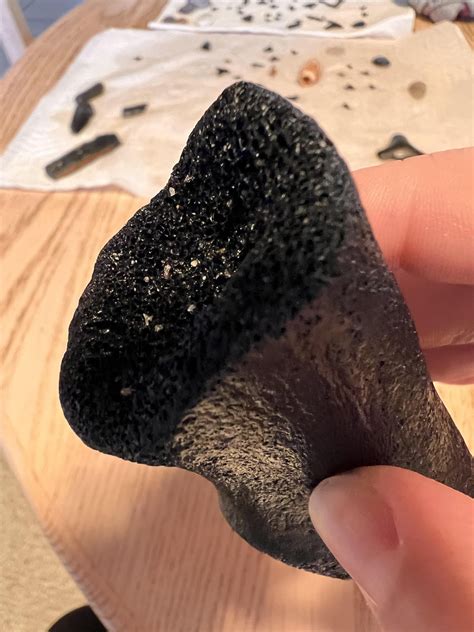 Did I Find A Fossilized Bone R Fossilid