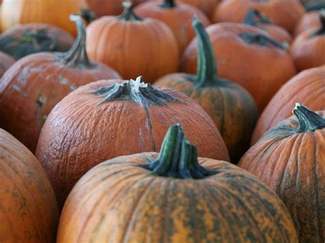 Radnors Fall Harvest And Great Pumpkin Patch What You Need To Know