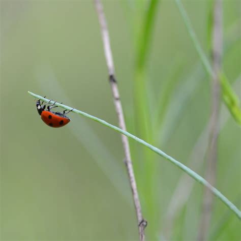 Interesting Musings On A Potentially Bad Bug In Zfs Some Type System