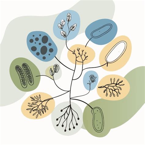 Microbial Phylogeny Illustrate The Phylogenetic Tree Of Microorganisms