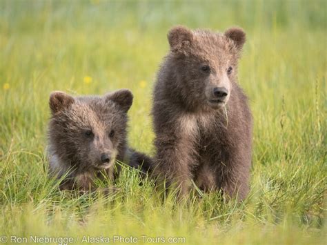 Bear Cub Cuties Photo Blog Niebrugge Images