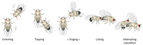 Sexual Communication In The Drosophila Genus
