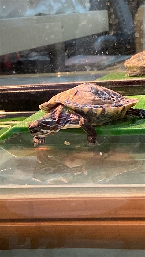 거북이 입양 보내기