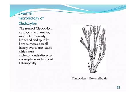 Fossils PTERIDOPHYTES PDF